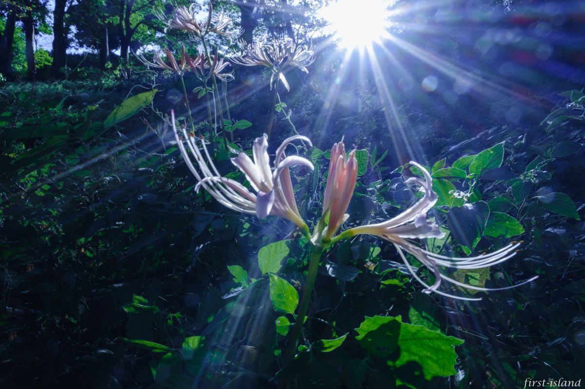 彼岸に輝く | GANREF