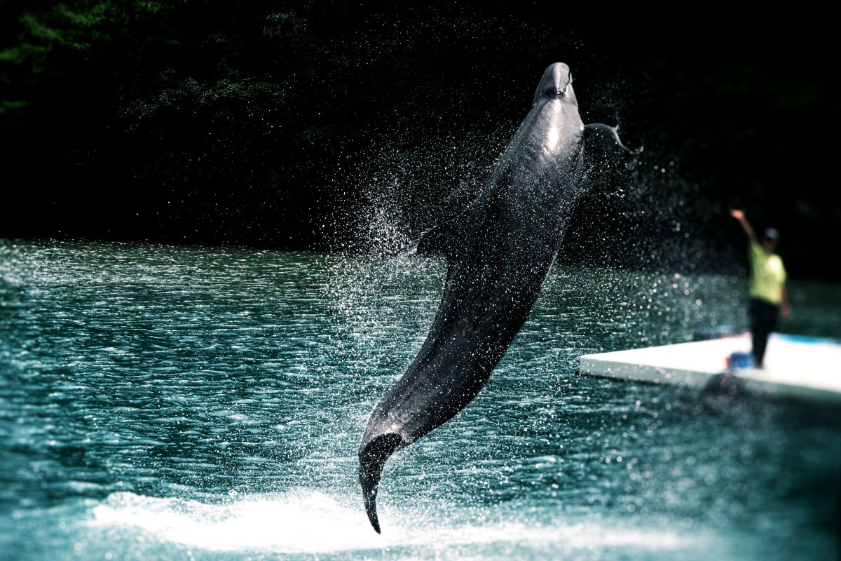 くじらの舞 | GANREF