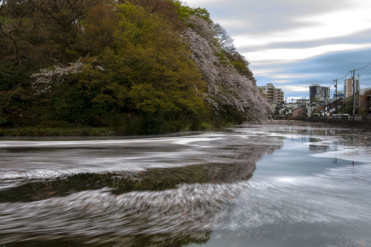 04-03 花筏 | GANREF