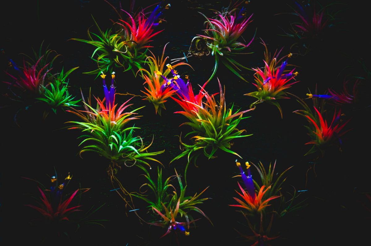 Colorful Plants | GANREF