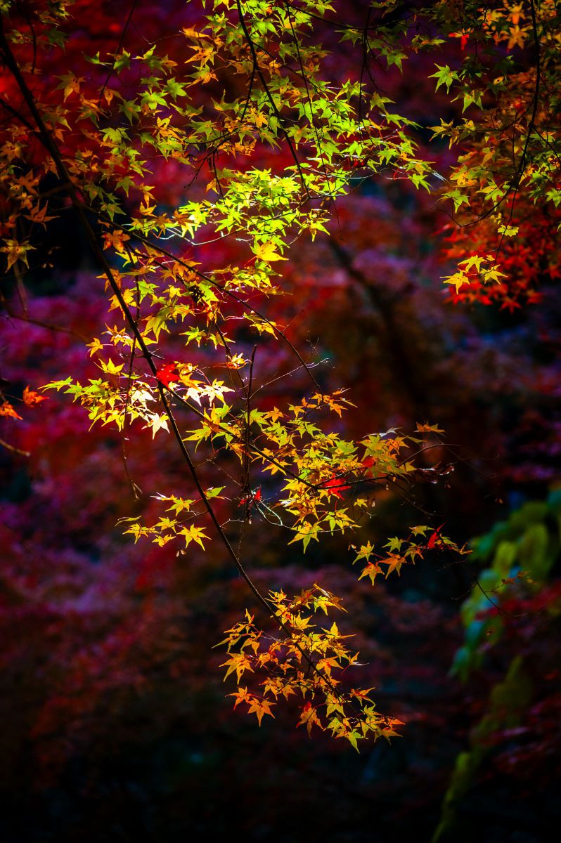 枝垂れモミジ | GANREF