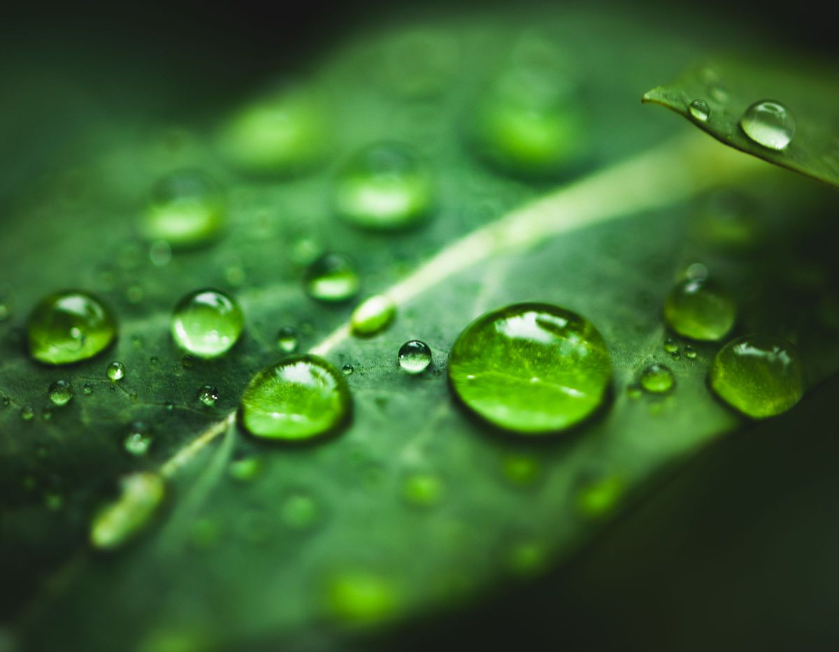 "Raindrops" #02 | GANREF