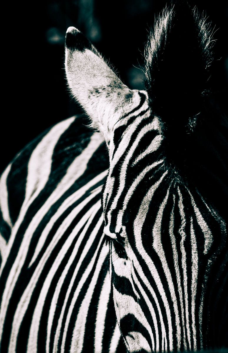 Zebra | GANREF