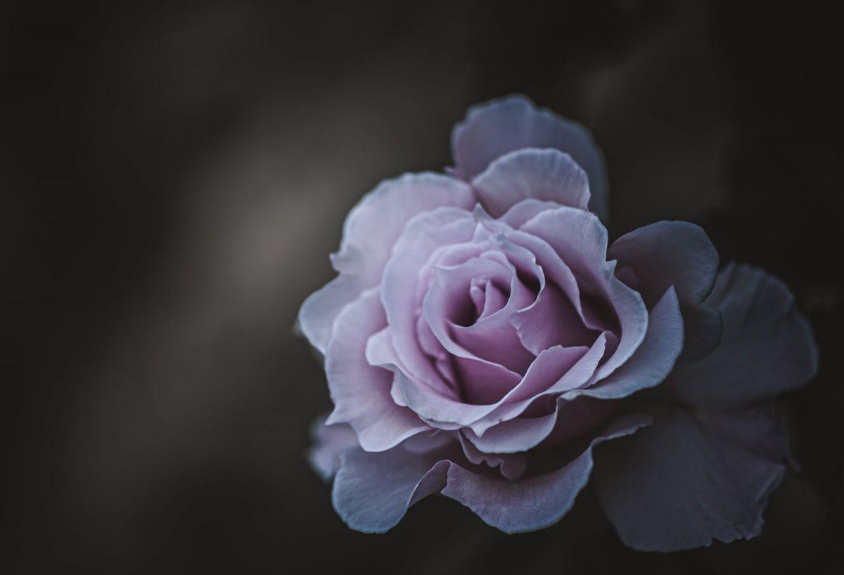 Purple Rose | GANREF