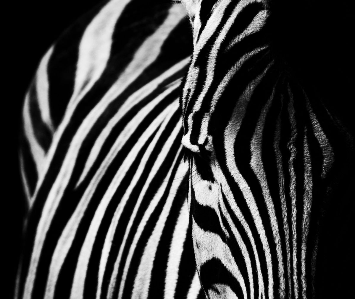 Zebra | GANREF
