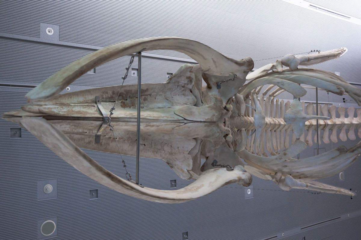 Whale Bone | GANREF