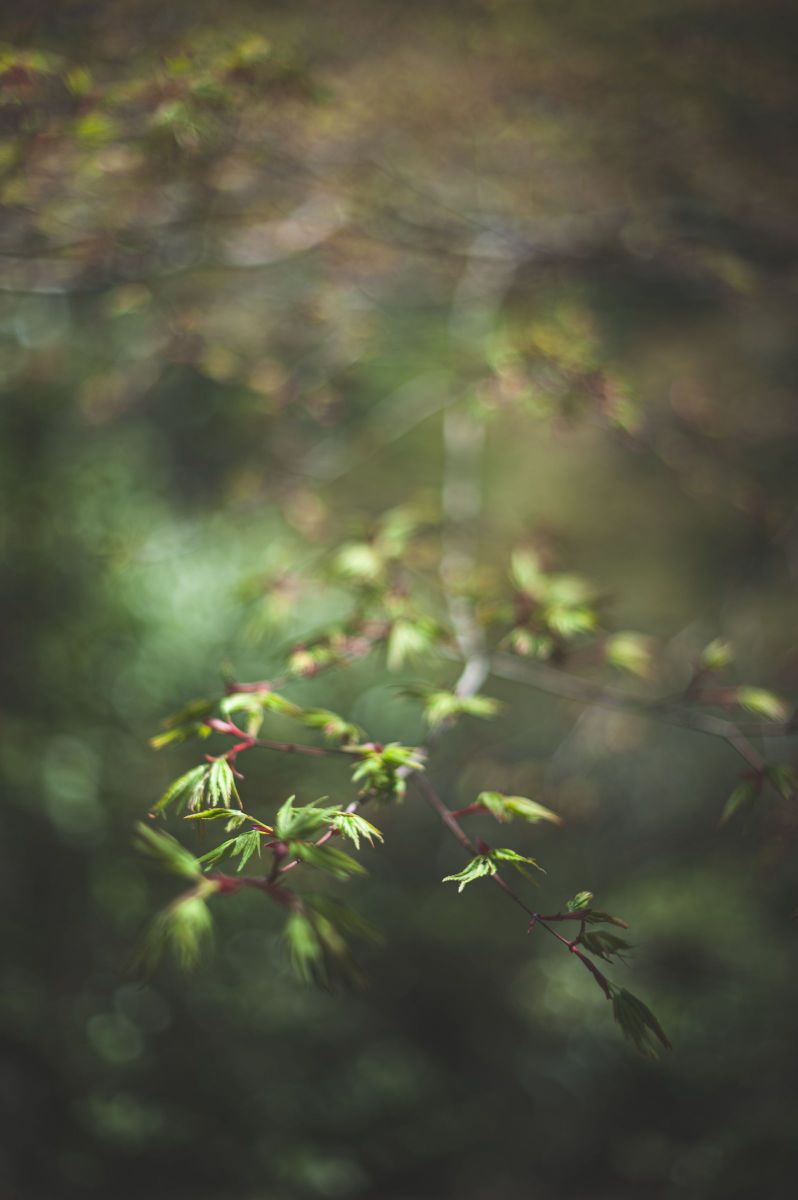 芽吹きの時 | GANREF