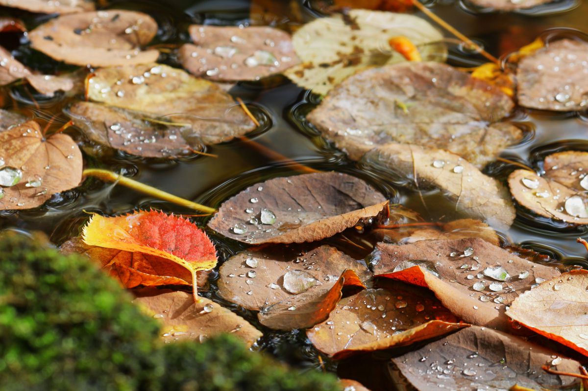 Floating Leaves | GANREF