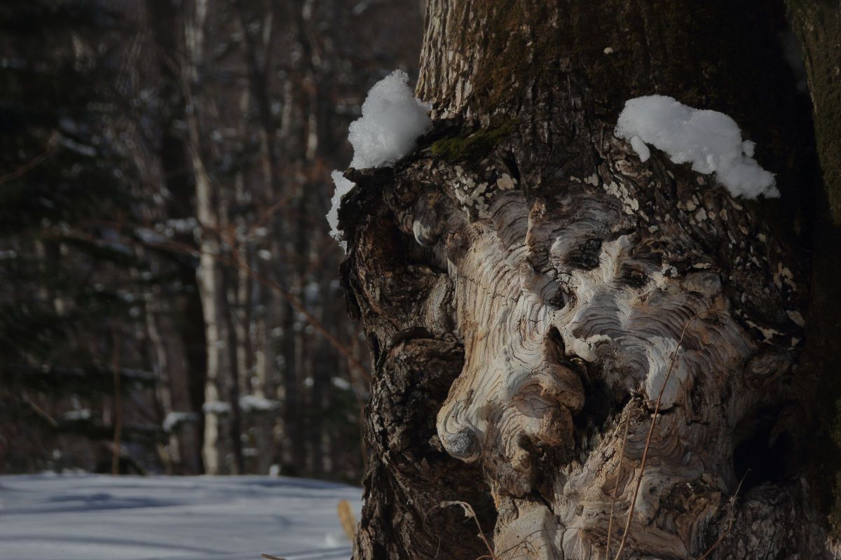 Spirit of old tree | GANREF
