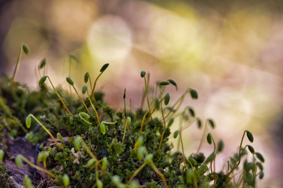 micro world | GANREF