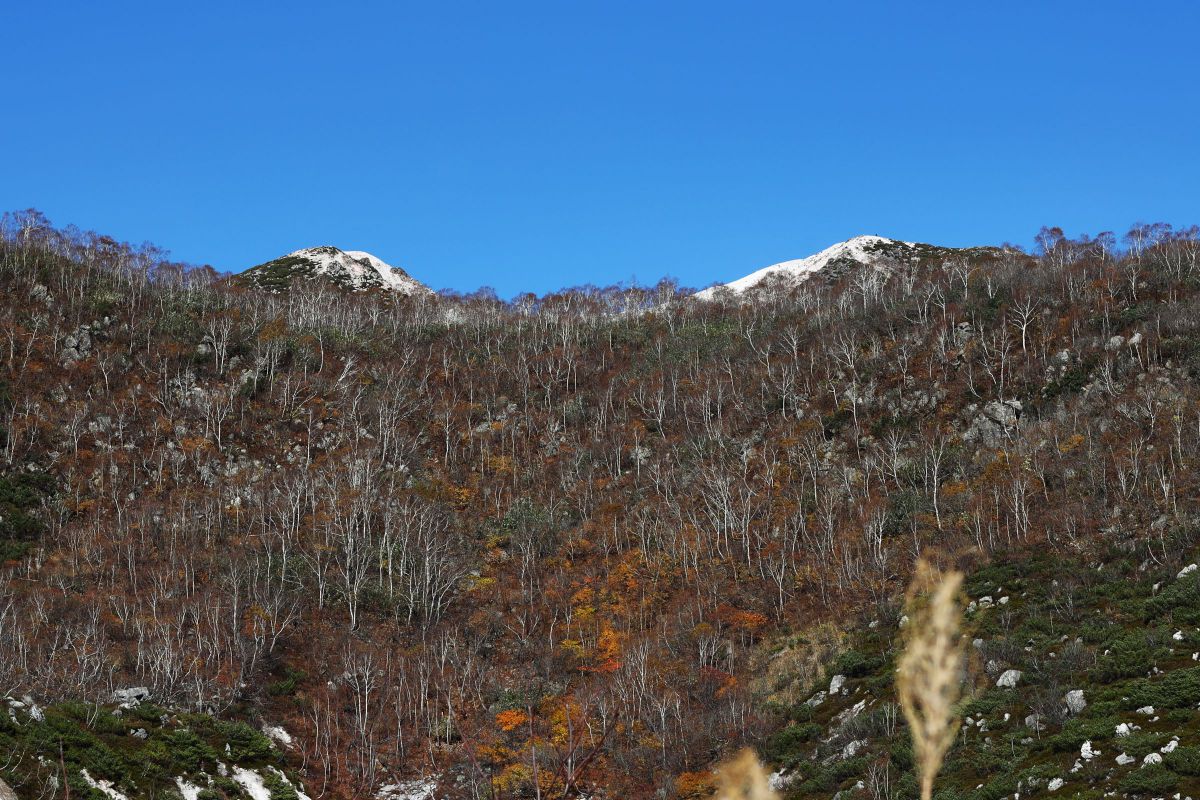 Autumn Wall | GANREF