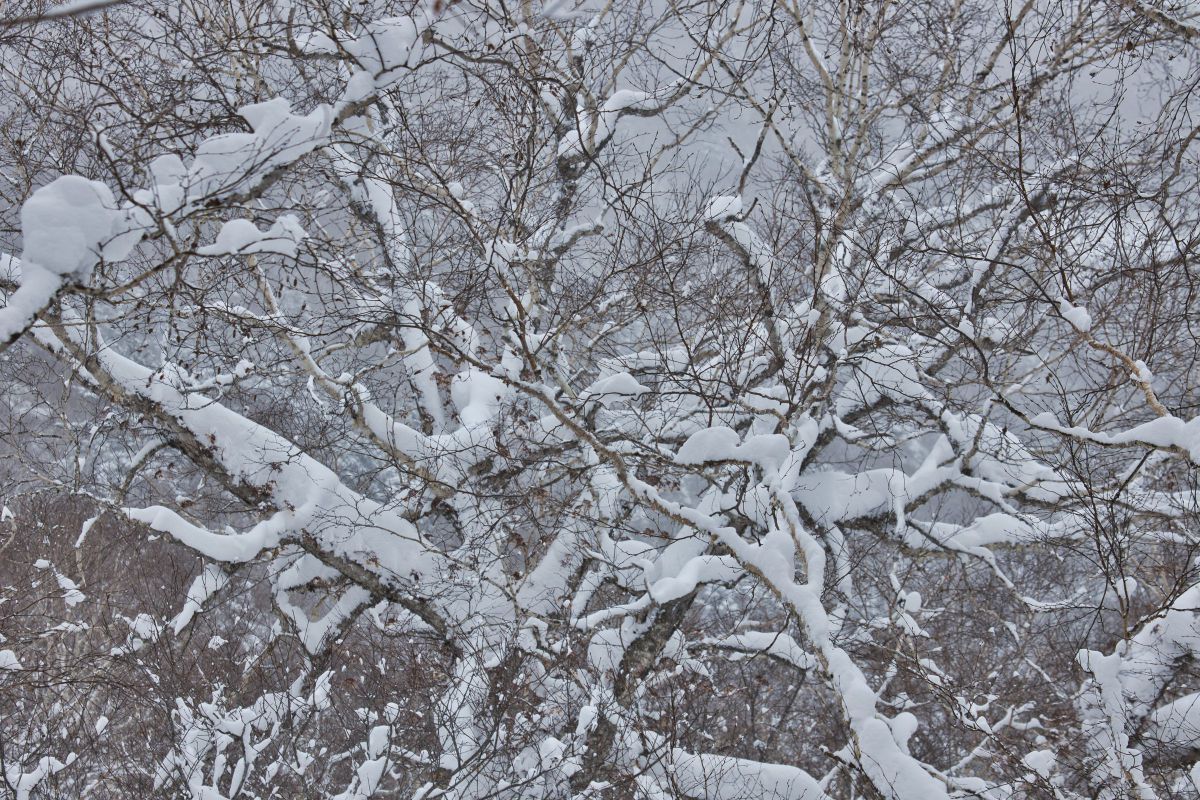 snow pattern | GANREF