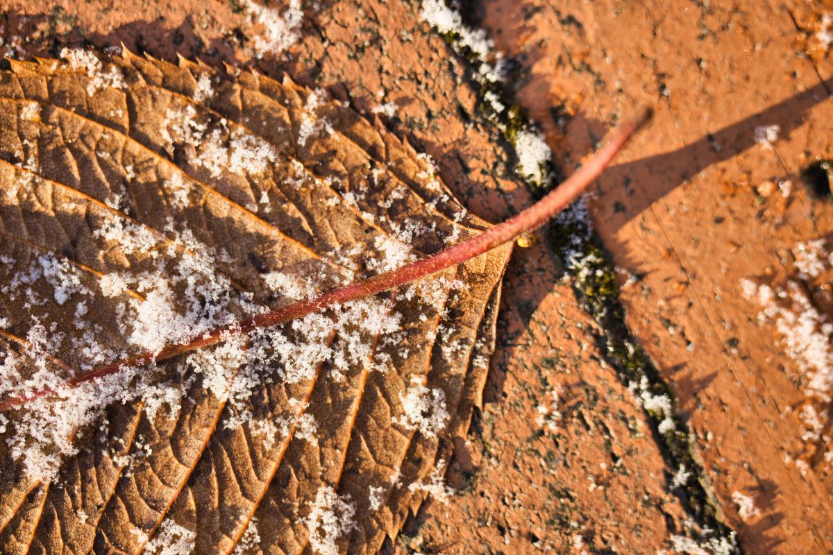 fallen leaf and snow | GANREF