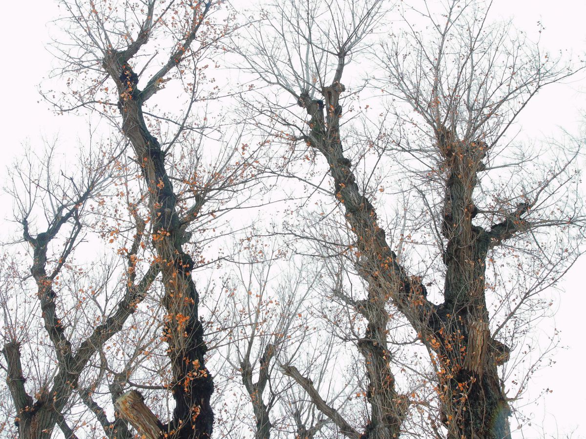 Power Trees | GANREF