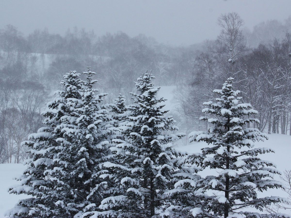 Snowy Trees | GANREF