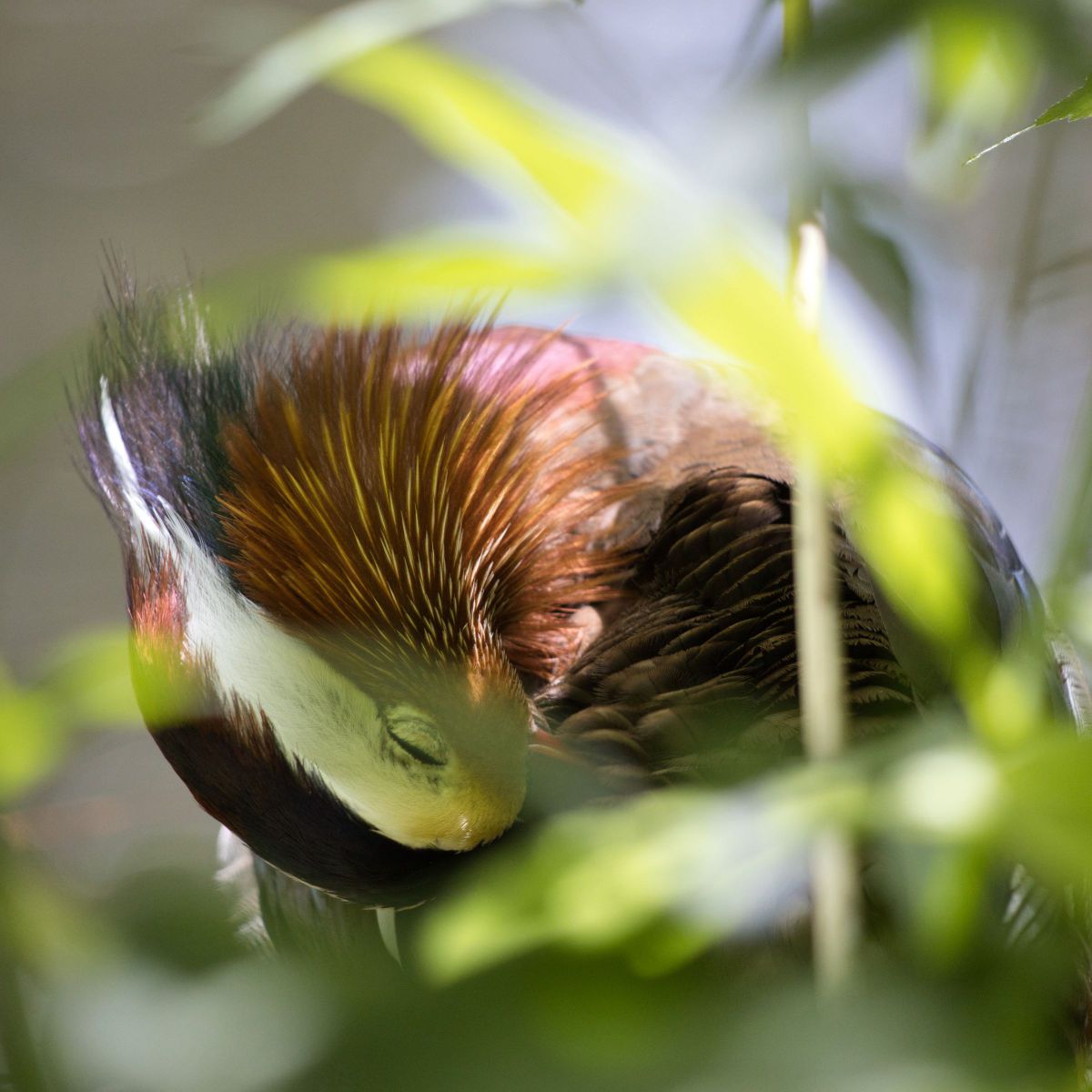 Deep sleeping | GANREF