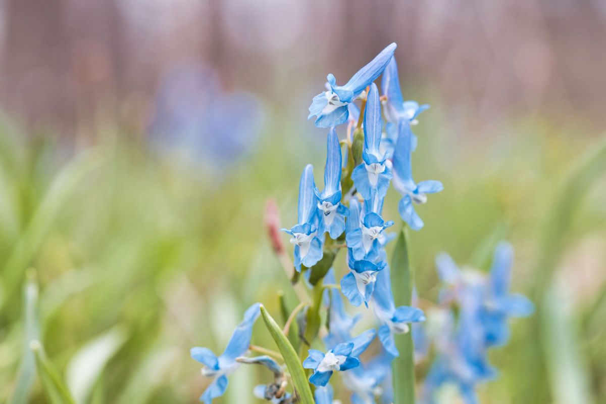 early spring blue | GANREF