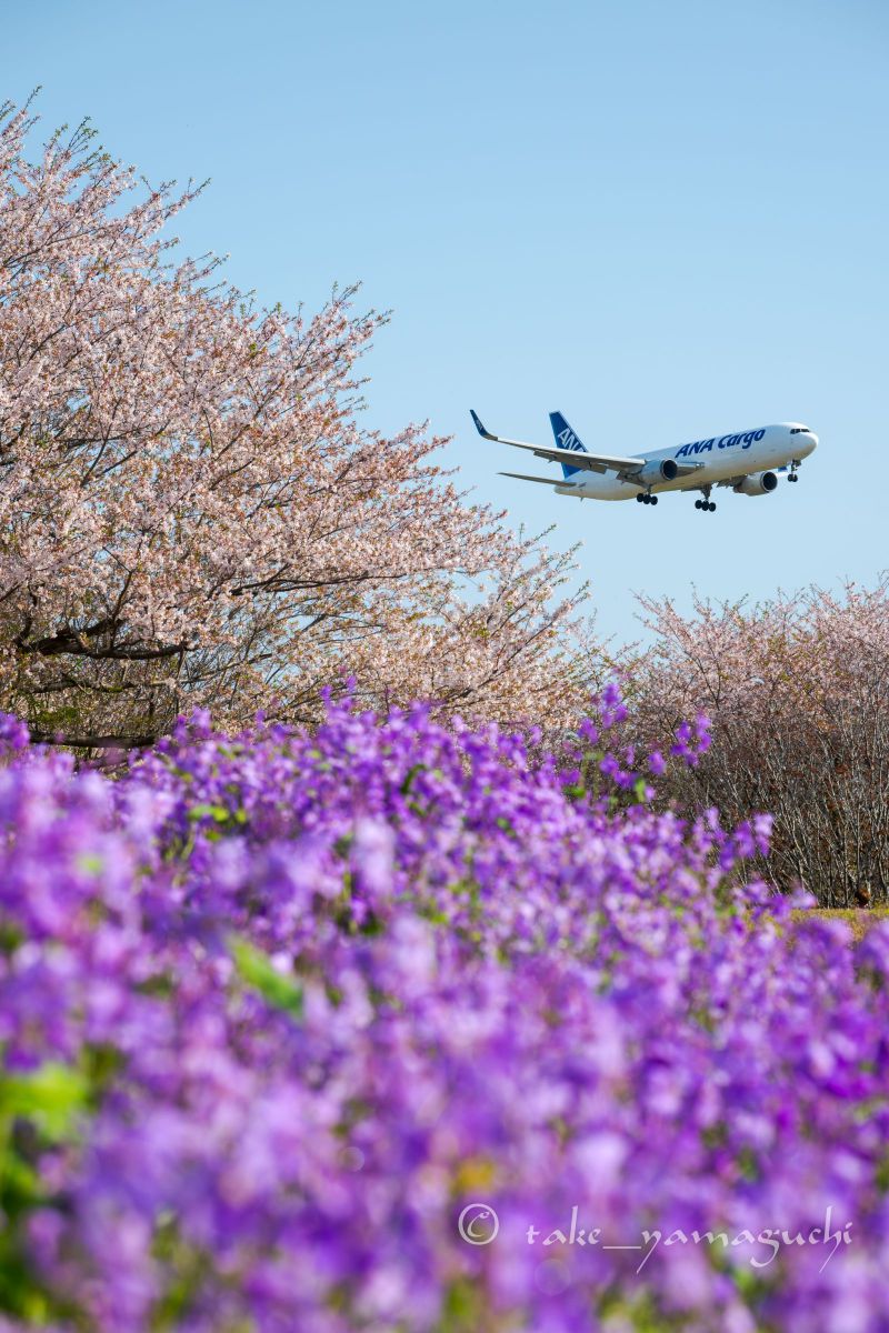 Cherry Blossoms | GANREF