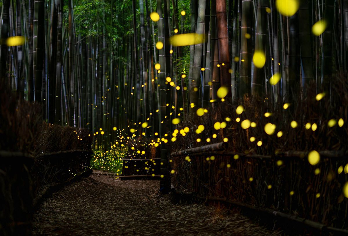 姫様は左側通行 | GANREF