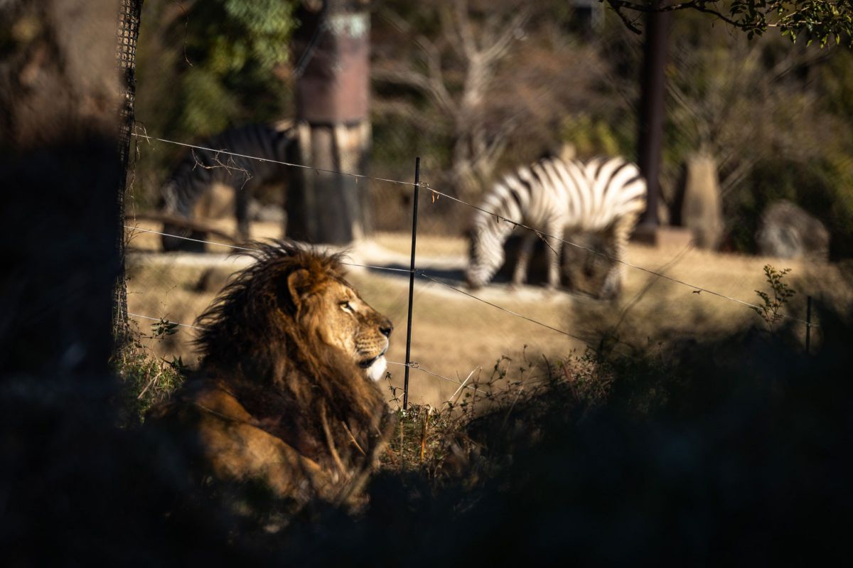 百獣の王 | GANREF