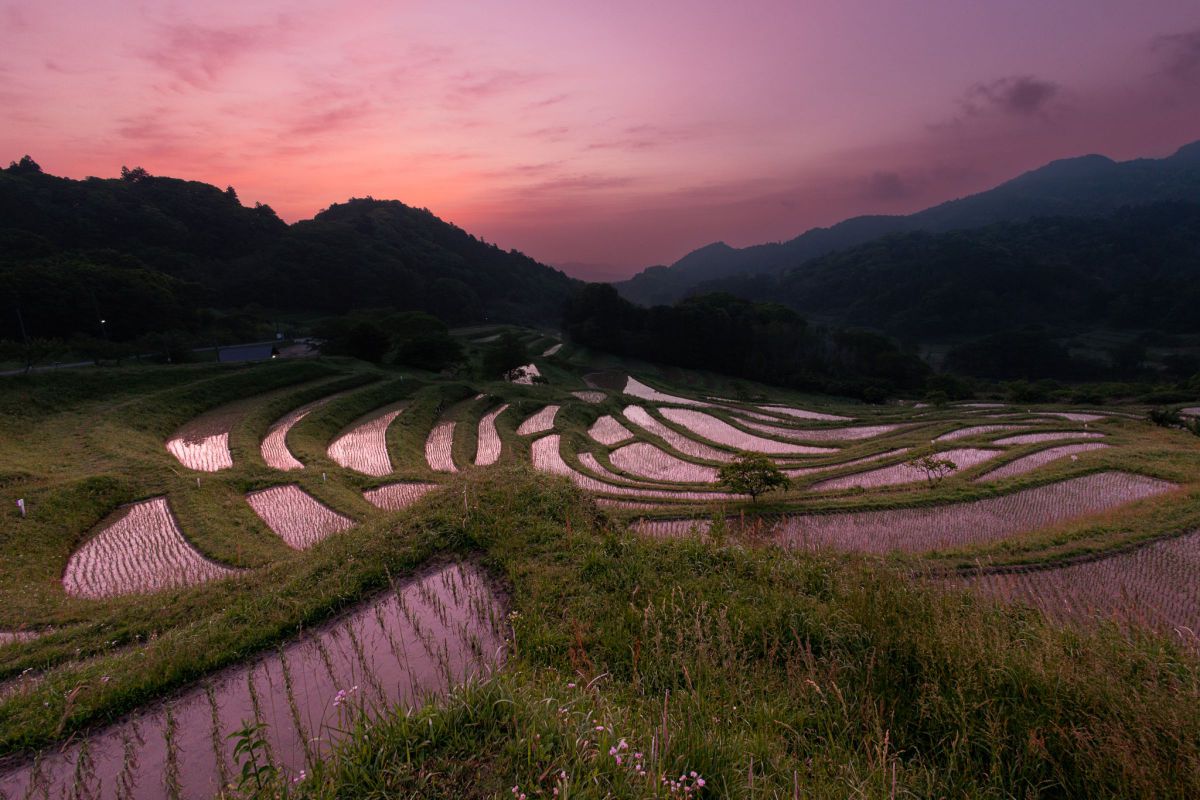 赤く染まる棚田 | GANREF