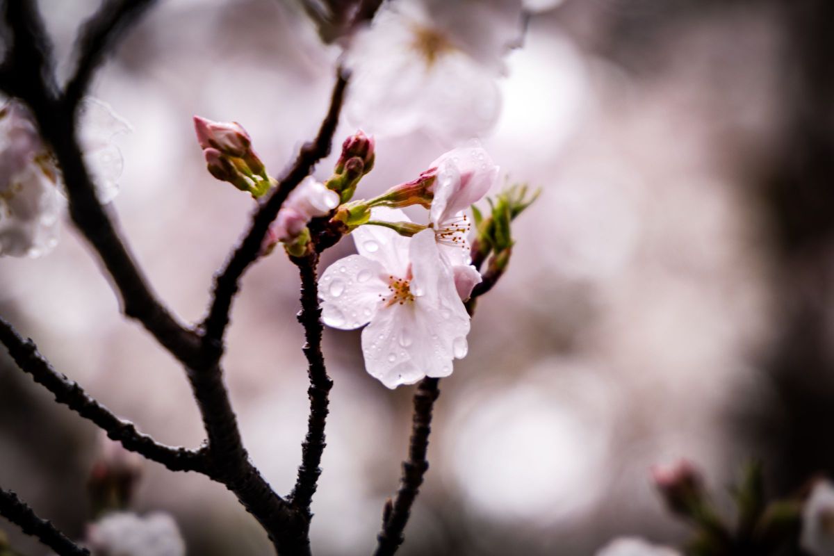 アメニモマケズ | GANREF