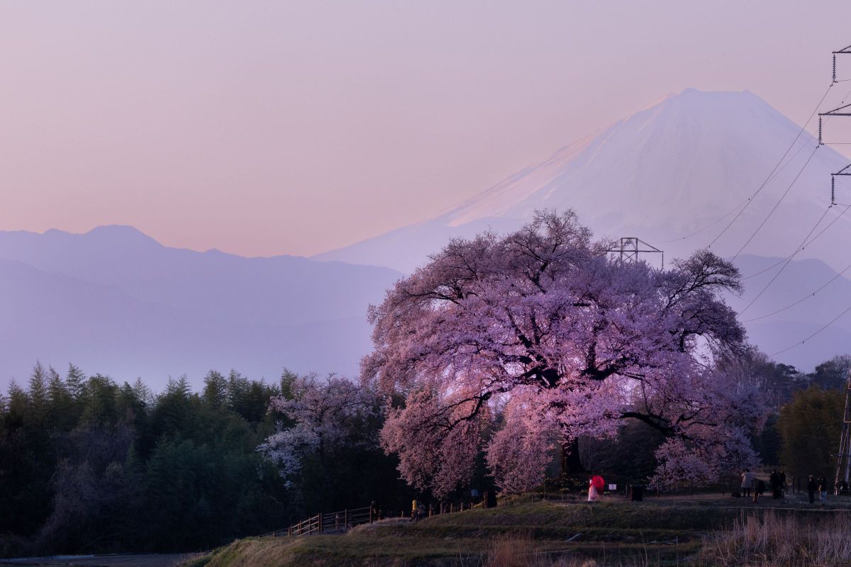 桜と富士 | GANREF