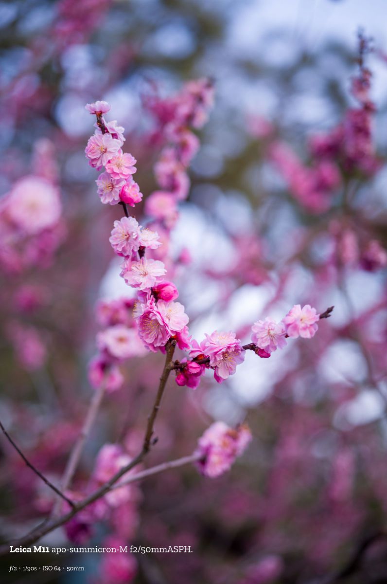 早咲きの桜 | GANREF