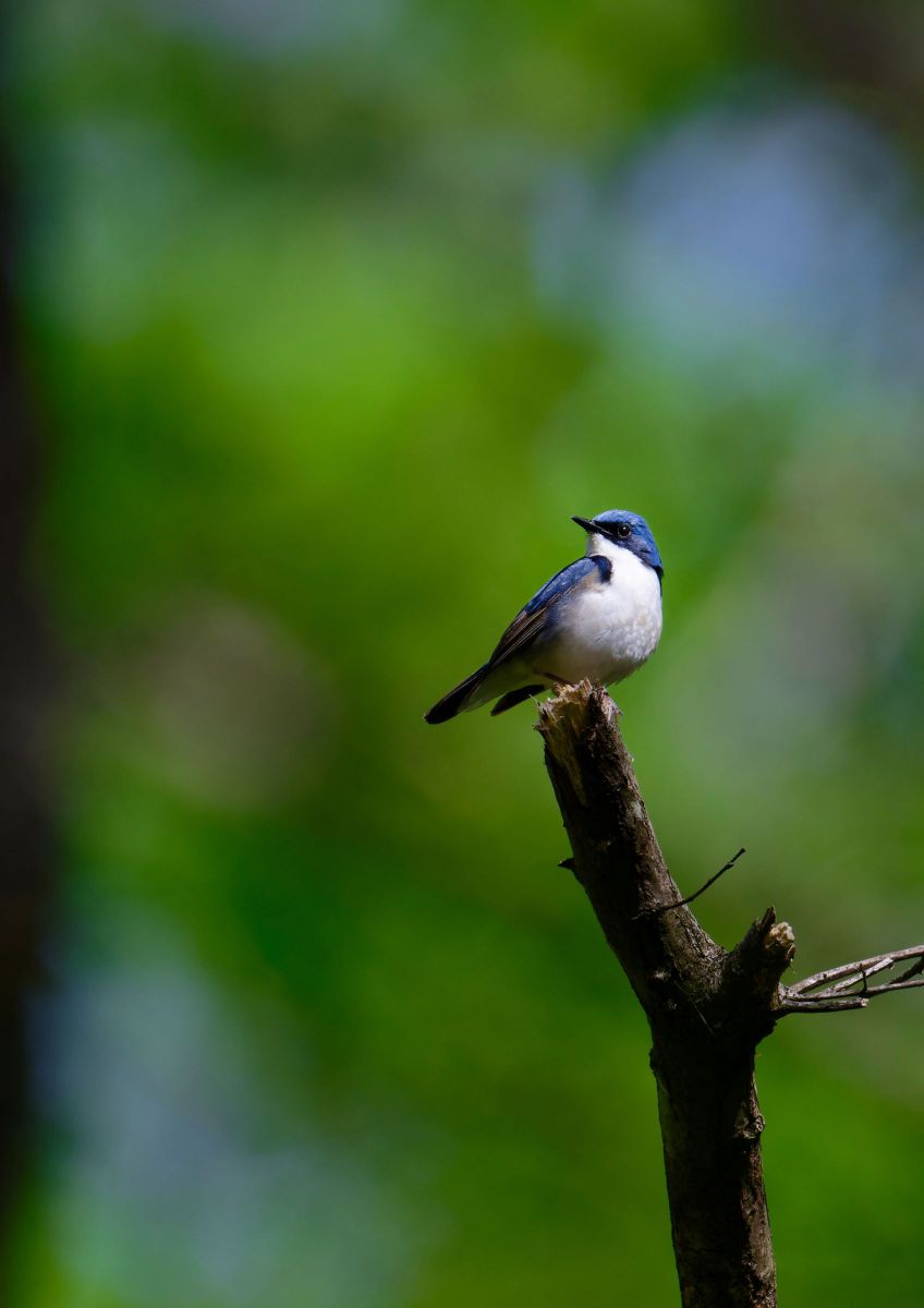 コルリ2_20250511 | GANREF