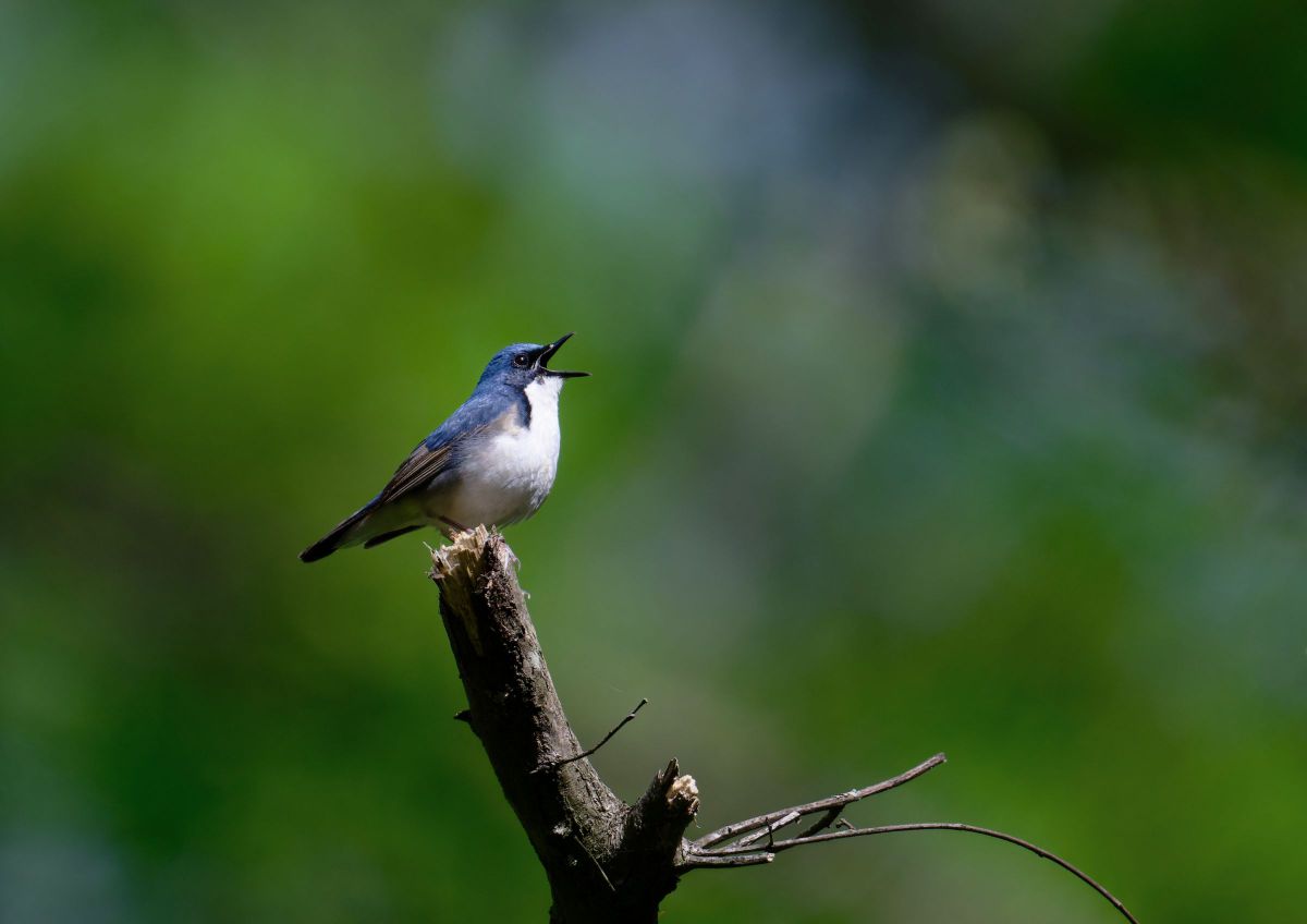 コルリ1_20250511 | GANREF