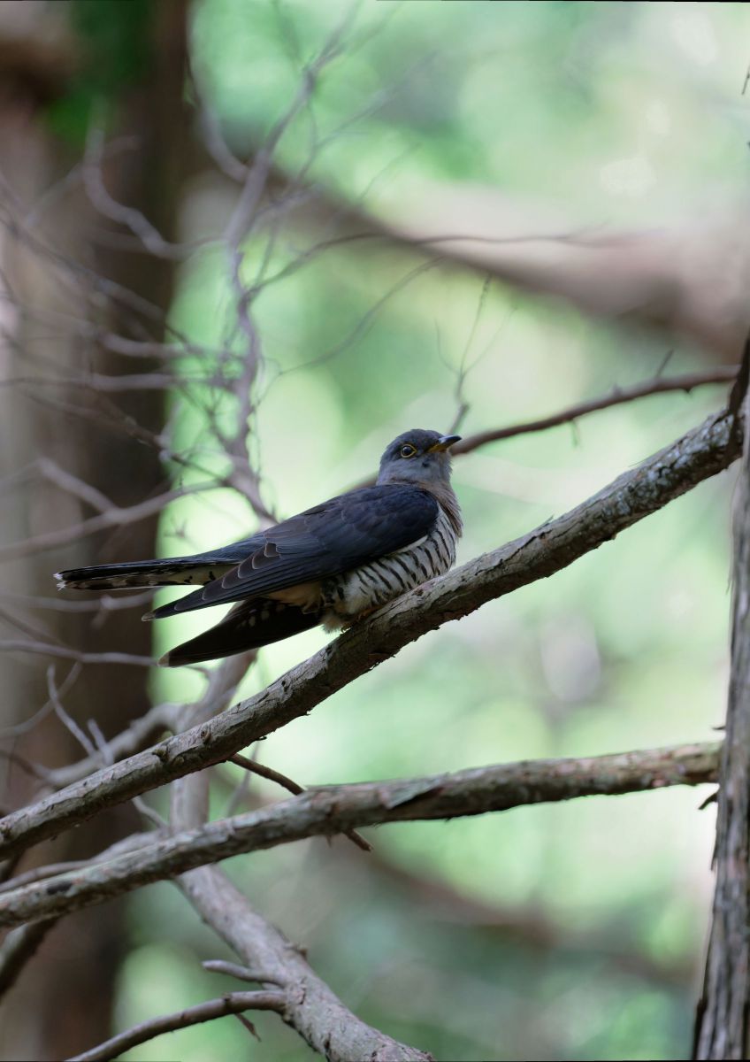 ツツドリ_20250526 | GANREF