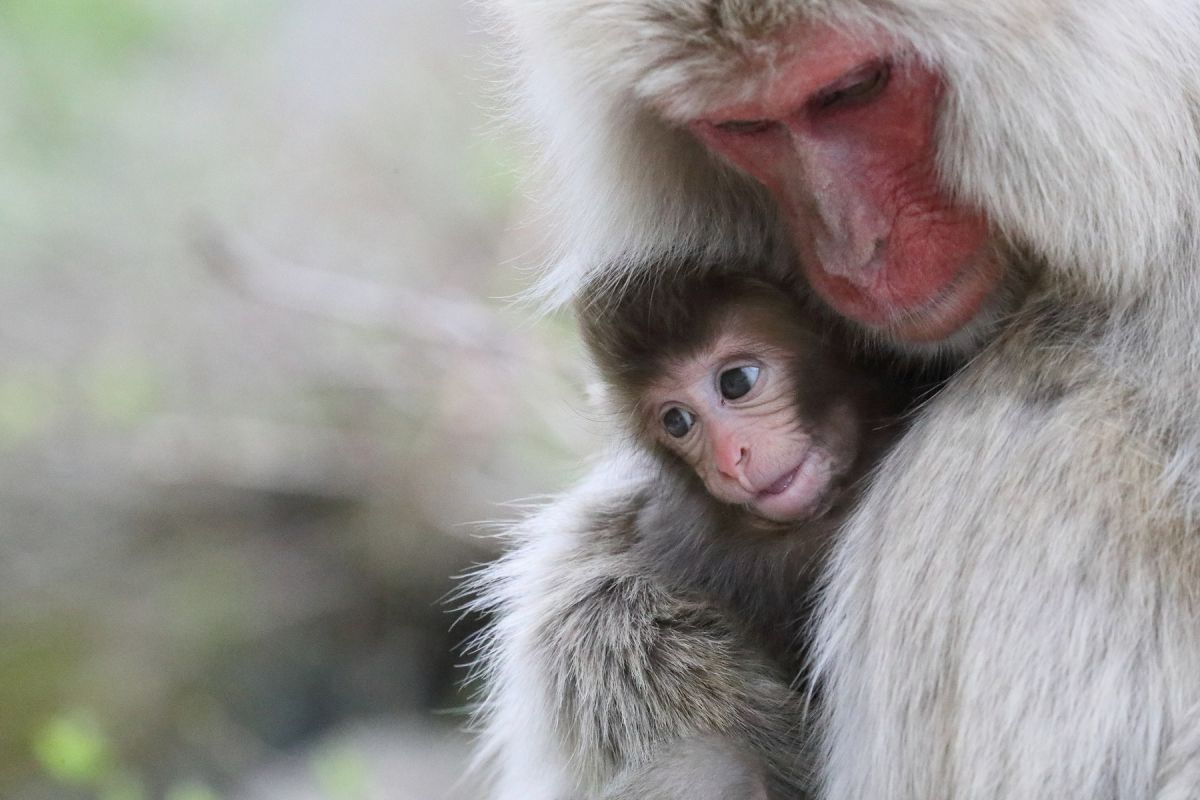 EOS 1Dx MarkⅡ | GANREF