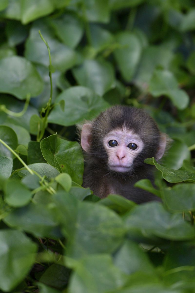 Little Cutie | GANREF