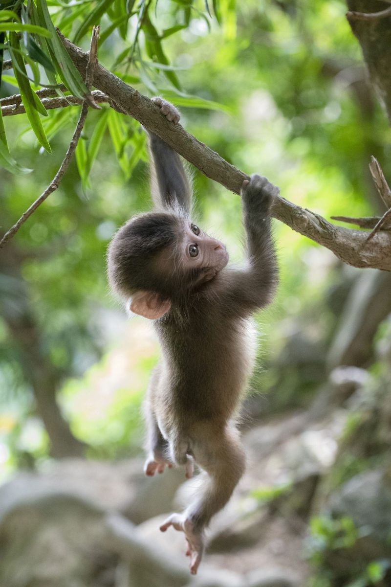 Active Baby | GANREF