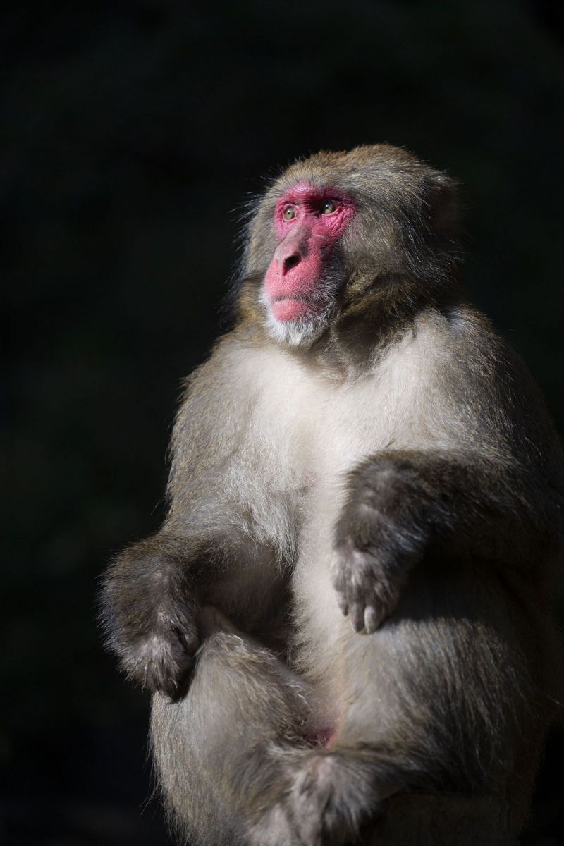 Macho Monkey | GANREF