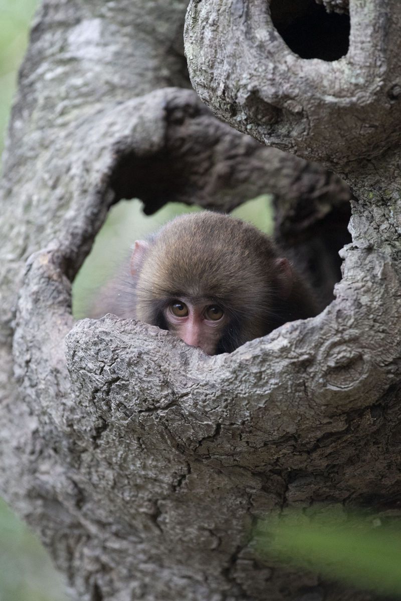 Shy Baby in the Nest Box | GANREF