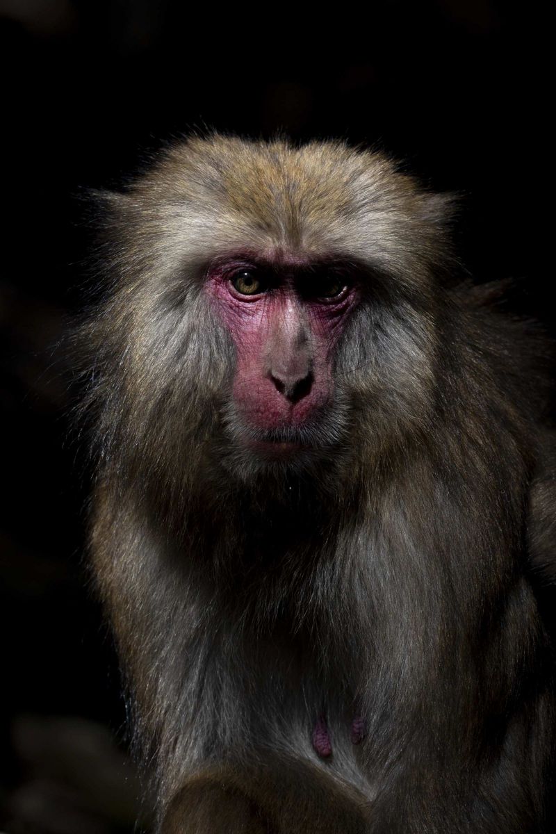 Monkey Portrait | GANREF