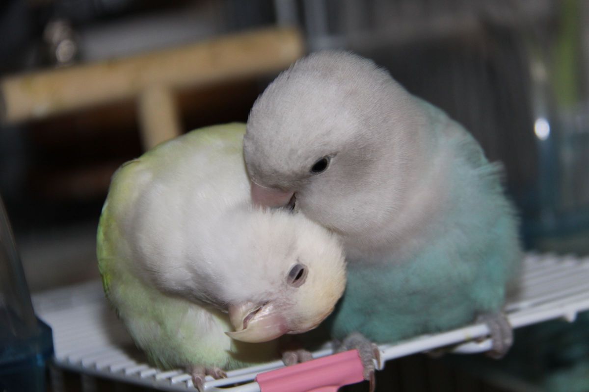 ほじほじ.JPG | GANREF