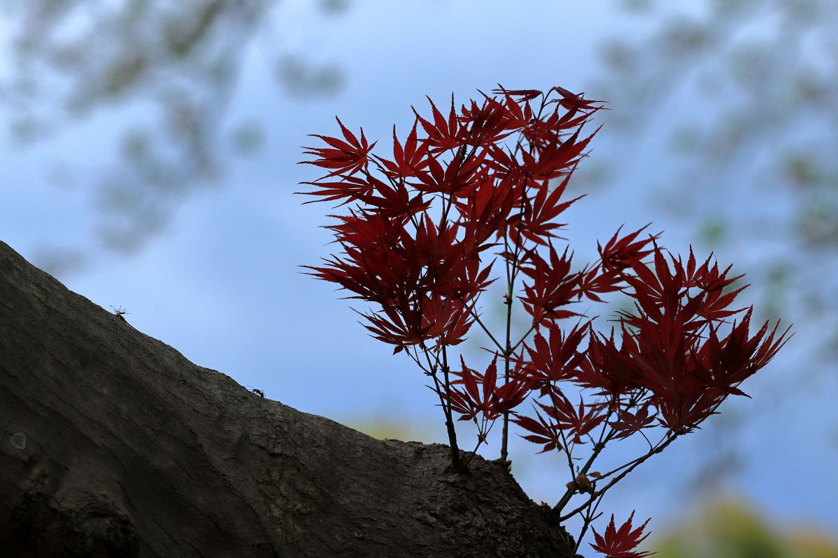 Great small adventure | GANREF