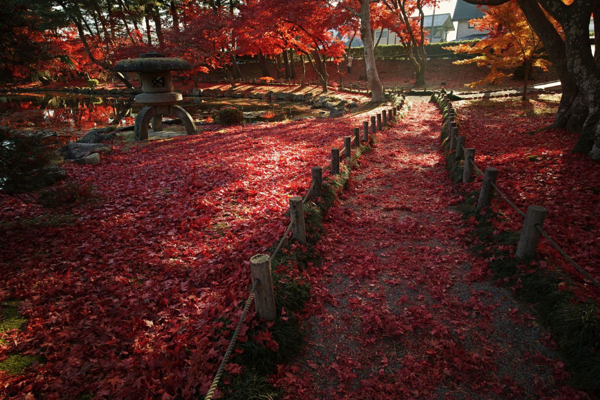 Red leaves | GANREF