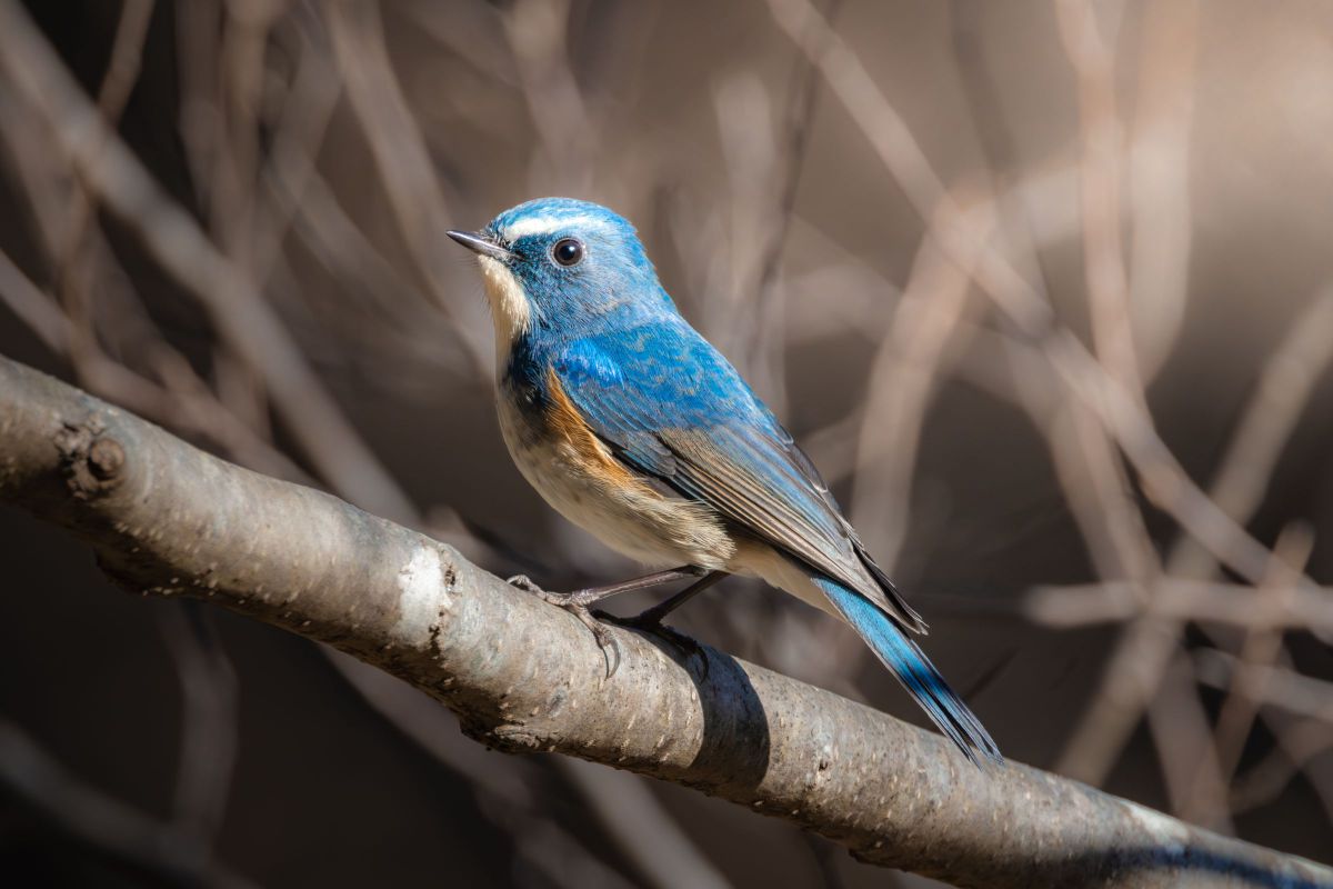 幸せの青い鳥と新春 | GANREF