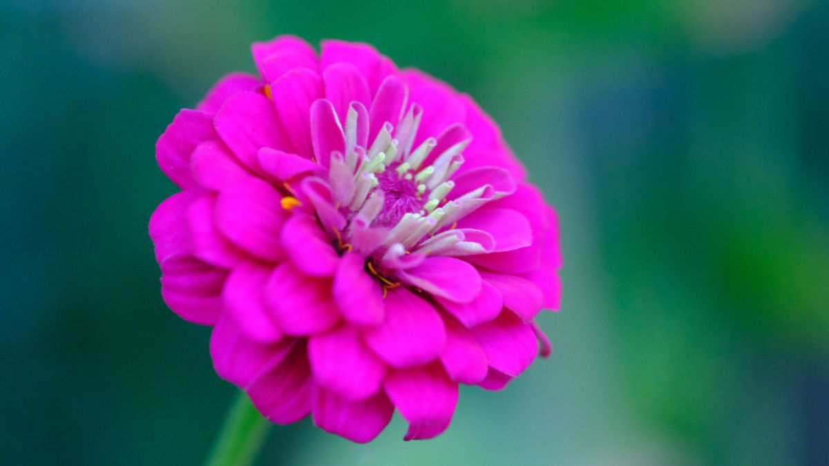 shocking pink | GANREF