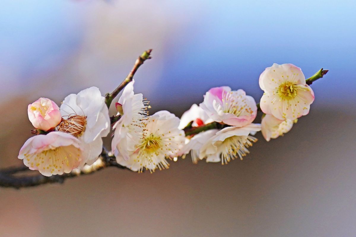 咲き分け | GANREF