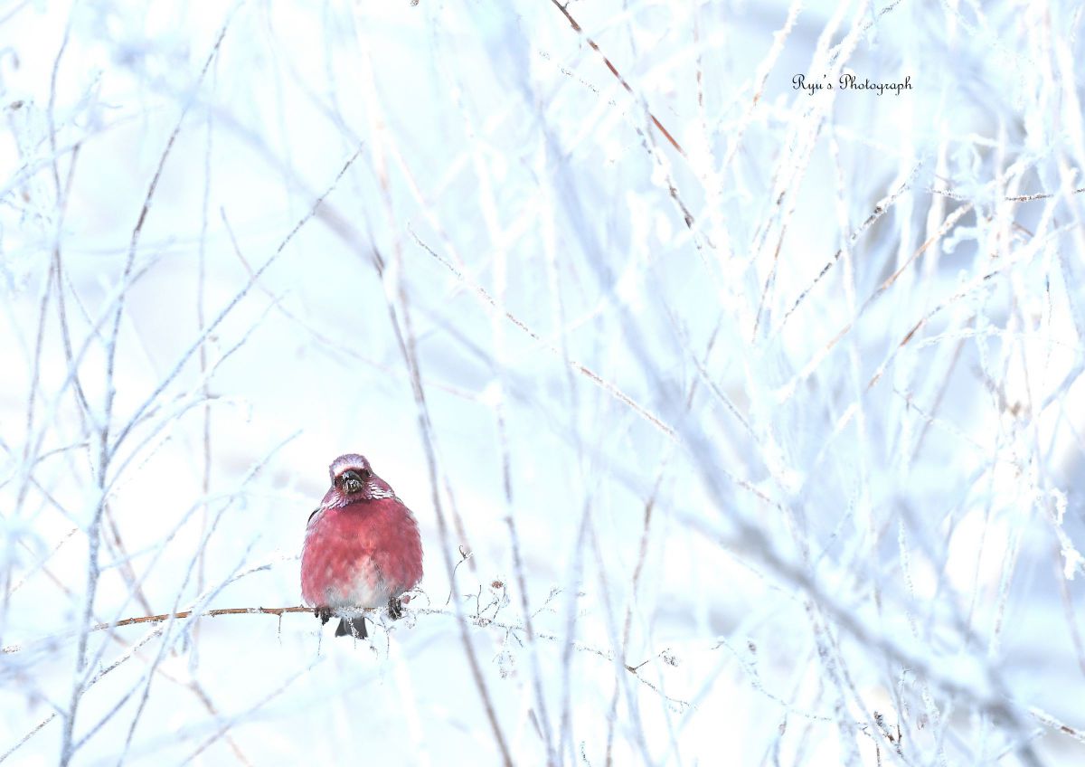 red in white | GANREF