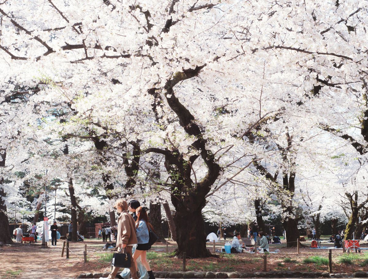 Young & Fine | GANREF