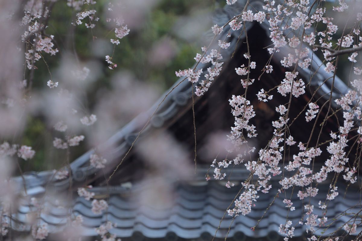 華やぐ古寺 | GANREF