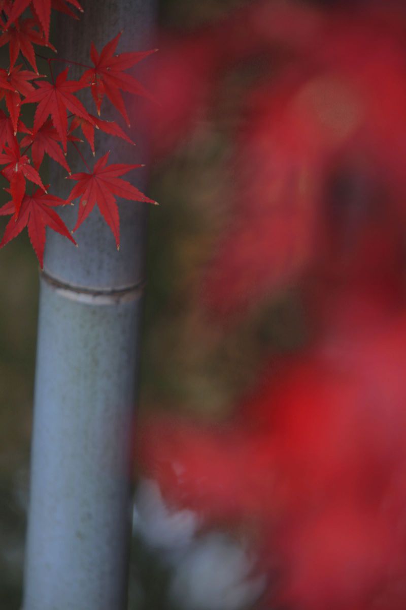 燃える秋 | GANREF