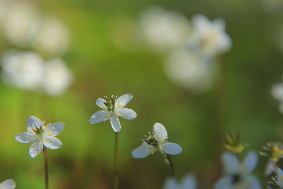 白い妖精 | GANREF