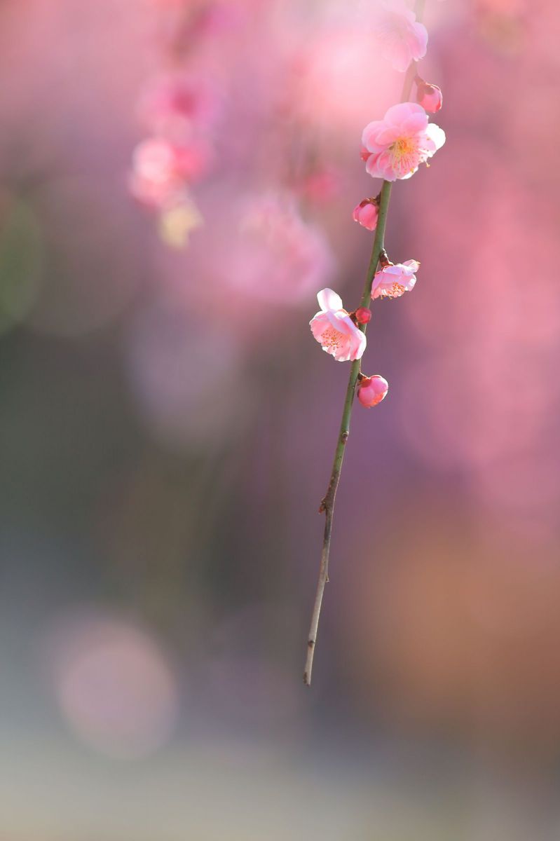 花かんざし | GANREF