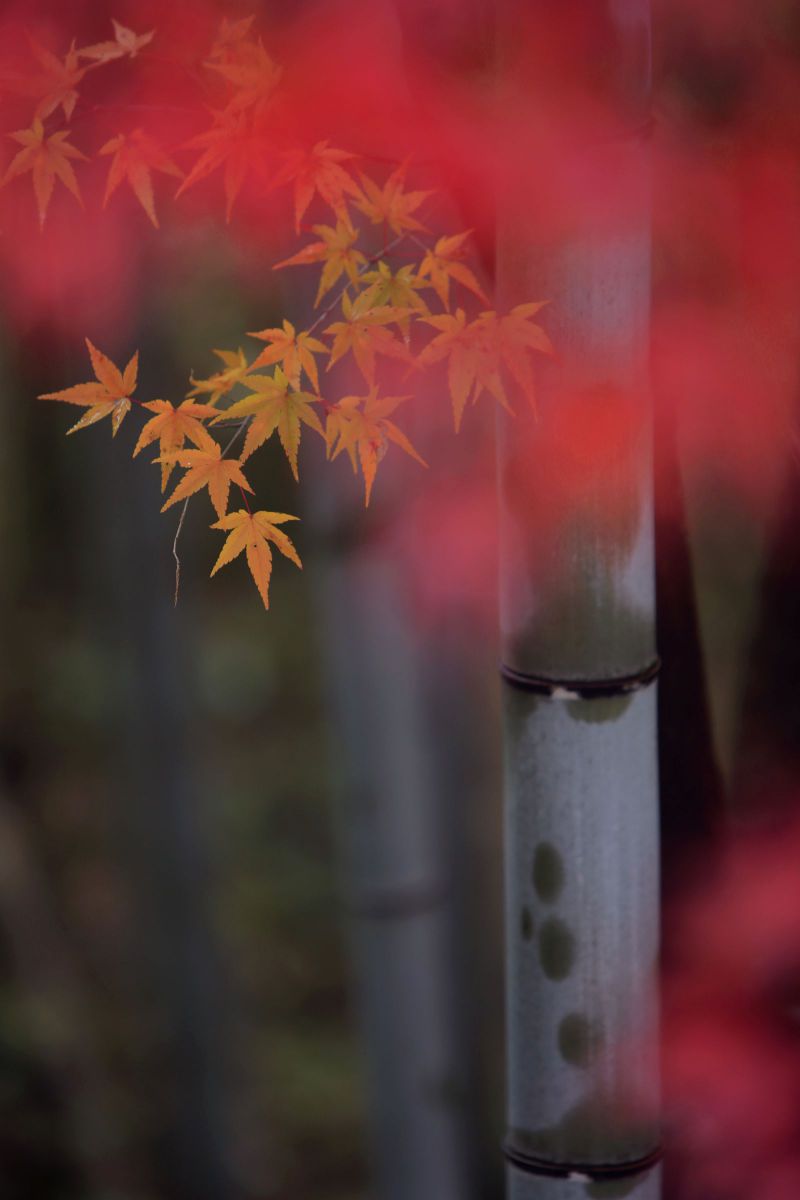 和の趣き | GANREF